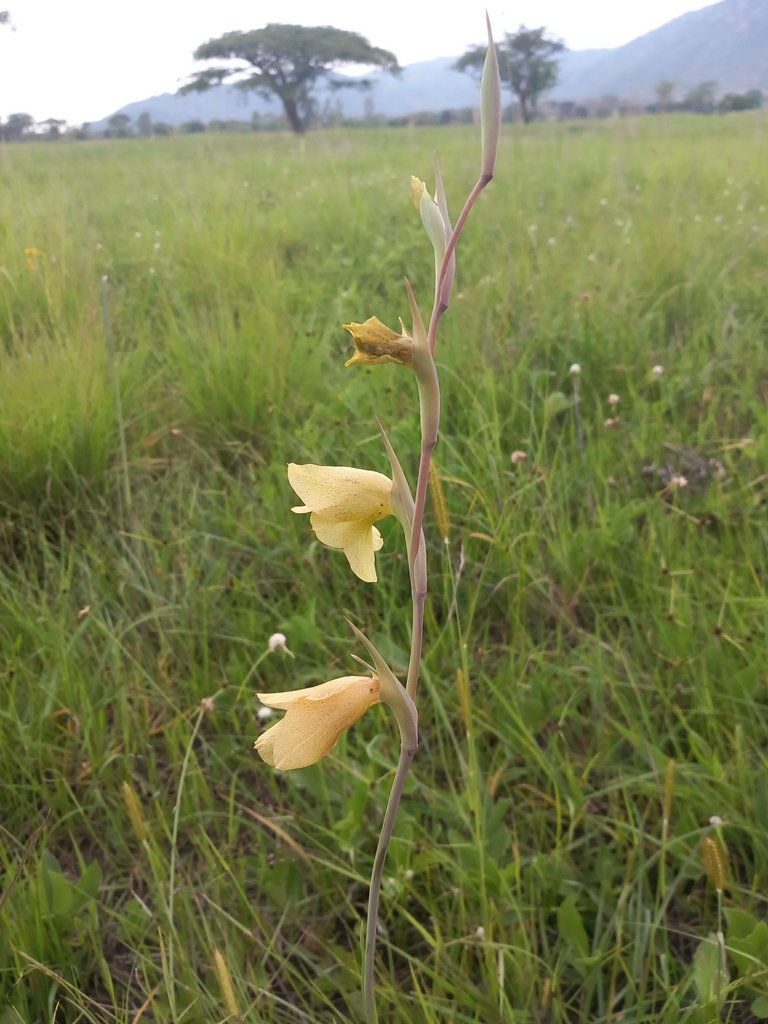 Tropical Dragon's-head Lily from Kibebe Farm, near Malulumo on January ...