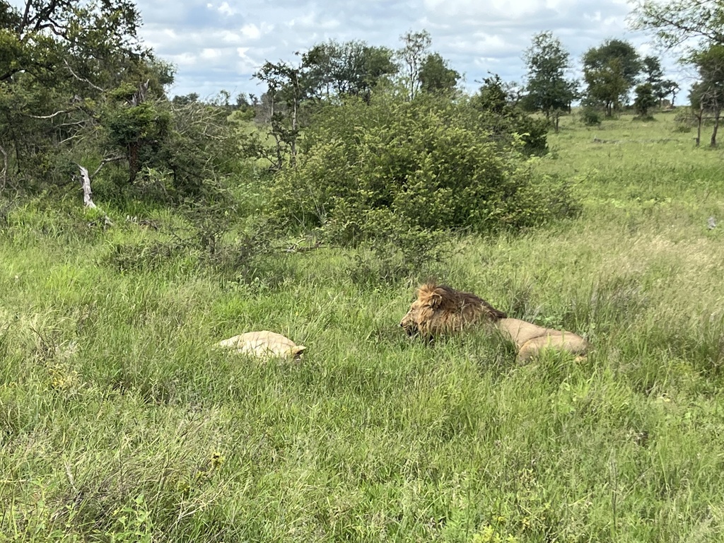 Southern Lion in January 2024 by Sally Koerner · iNaturalist