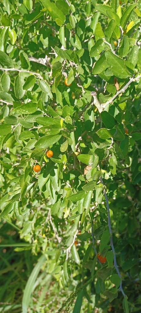 spiny hackberry from Nueces County, US-TX, US on December 27, 2023 at ...