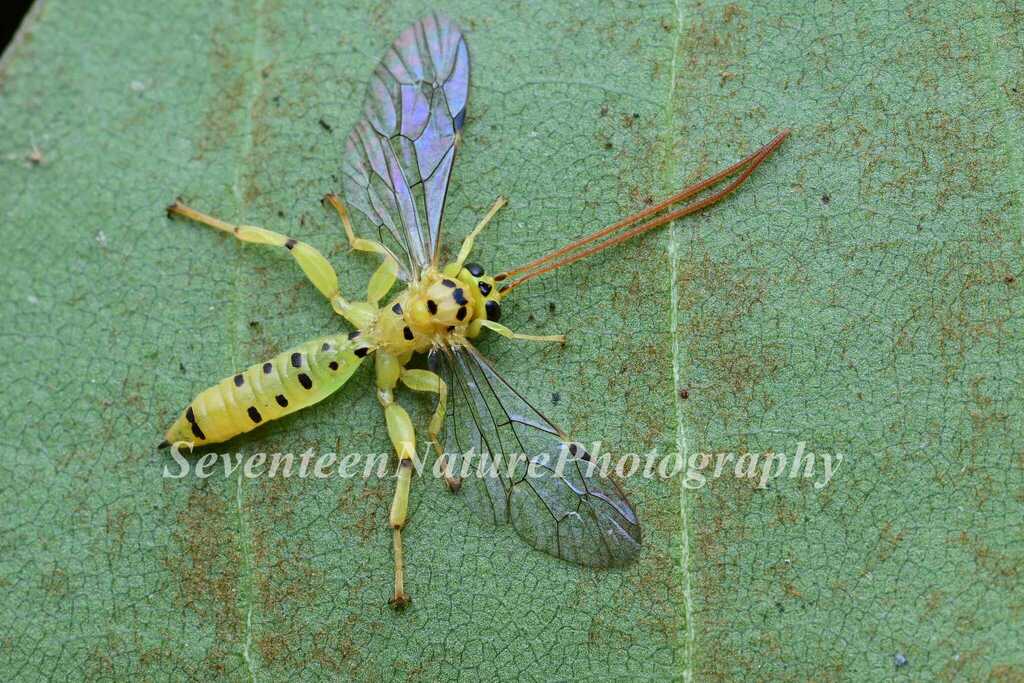 Xanthopimpla brachycentra from 中国江苏省南京市浦口区 on January 7, 2024 at 04:02 ...