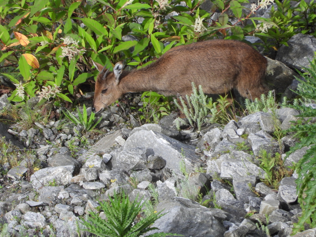Grey Himalayan Goral in August 2023 by Hari Basnet · iNaturalist