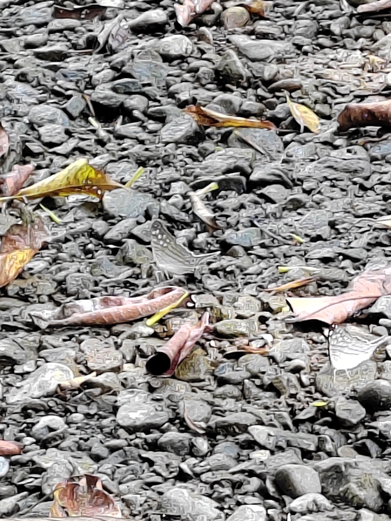 Spot-banded Daggerwing from Sierpe, Provincia de Puntarenas, Osa, Costa ...