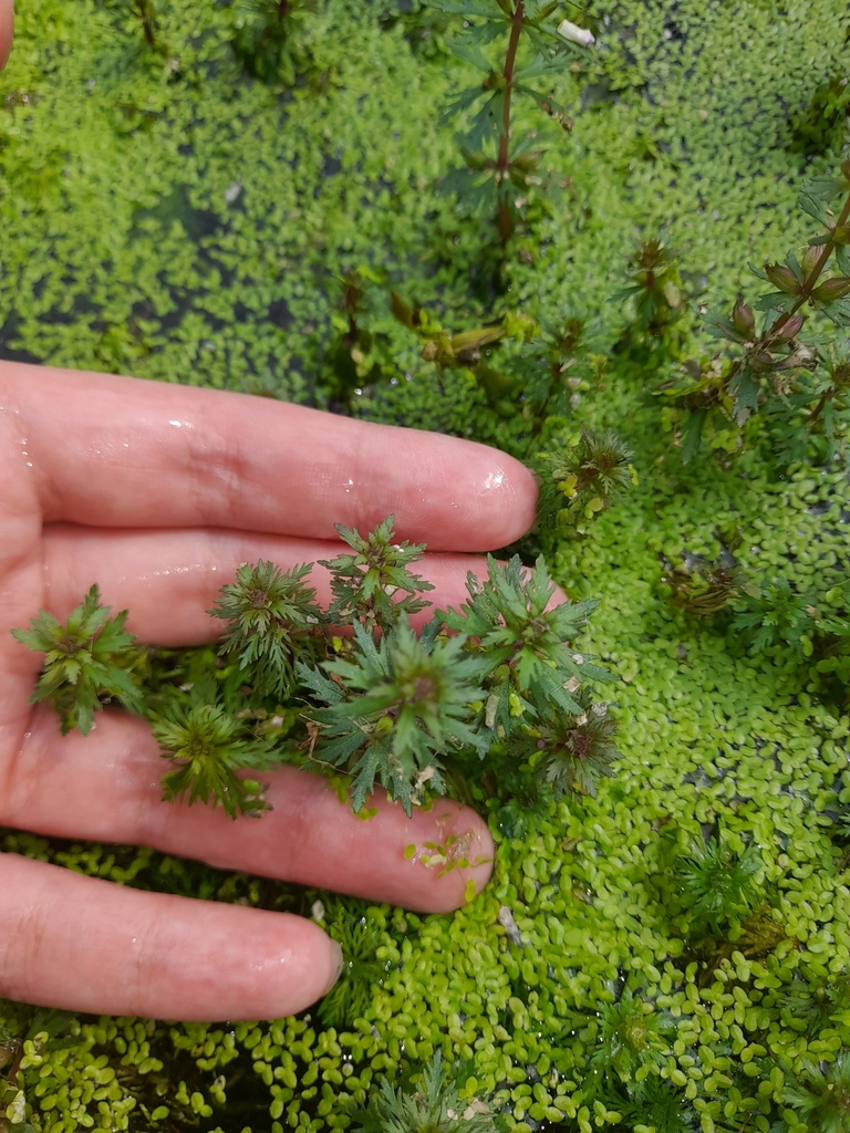 Limnophila trichophylla from 923台灣屏東縣萬巒鄉五溝村 on January 8, 2024 at 11:52 ...