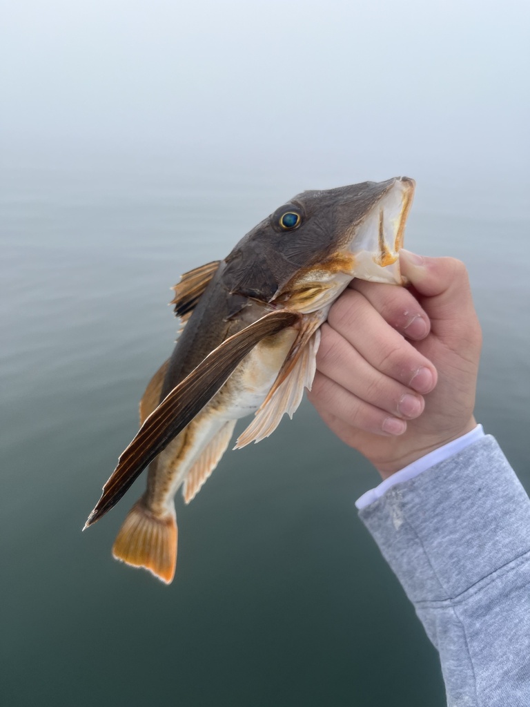 Striped Searobin from Tappen Beach, Sea Cliff, NY, US on September 20 ...
