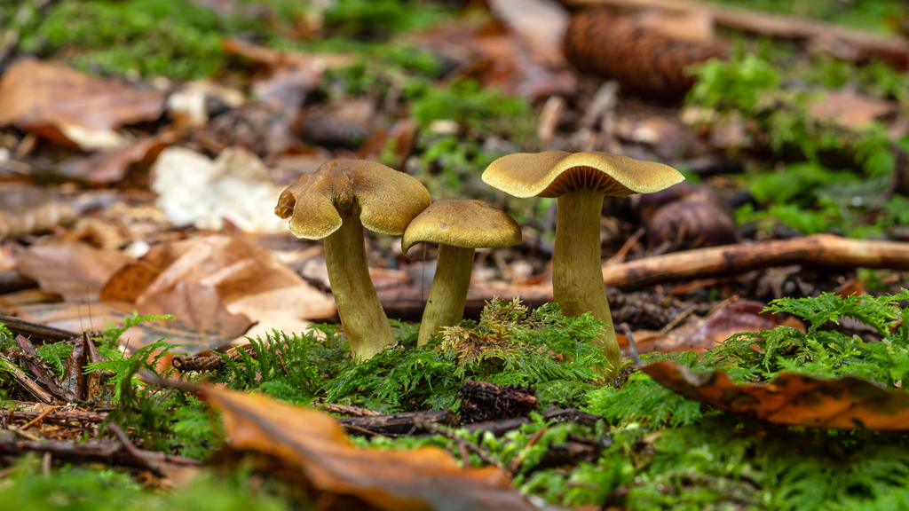 Common Gilled Mushrooms and Allies from 93 Paintner Forst, Deutschland ...