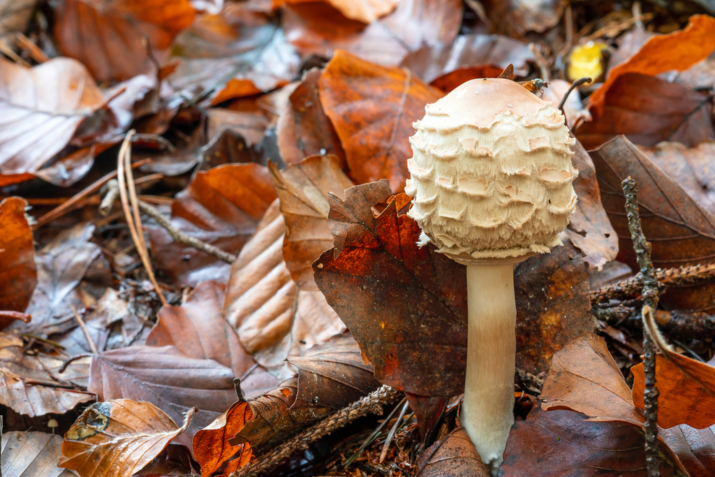 Olive Shaggy Parasol from 93 Paintner Forst, Deutschland on October 25 ...