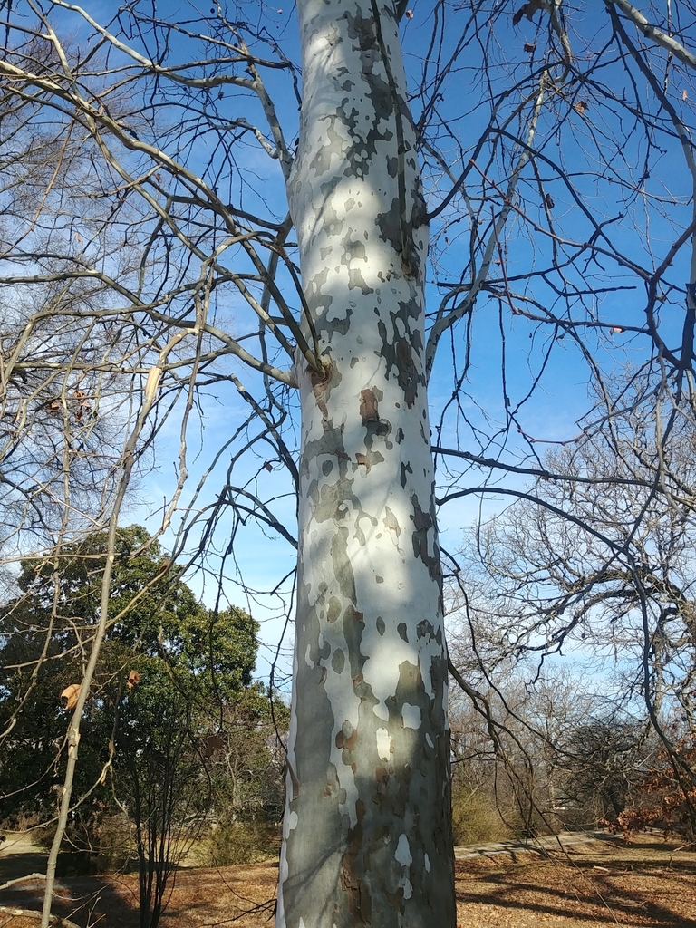 American sycamore from 5th + Holt Hall, Chattanooga, TN 37403, USA on ...