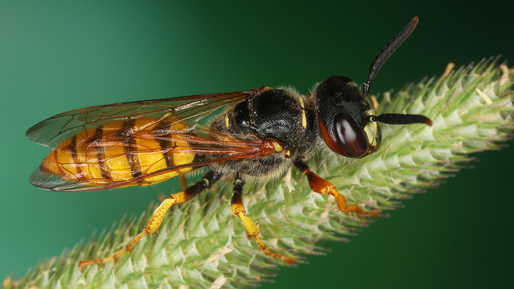 European beewolf from 84 Landshut, Deutschland on July 4, 2020 by ...