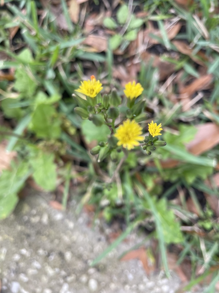 Oriental false hawksbeard from Bubbling Brook Ct, Oviedo, FL, US on ...
