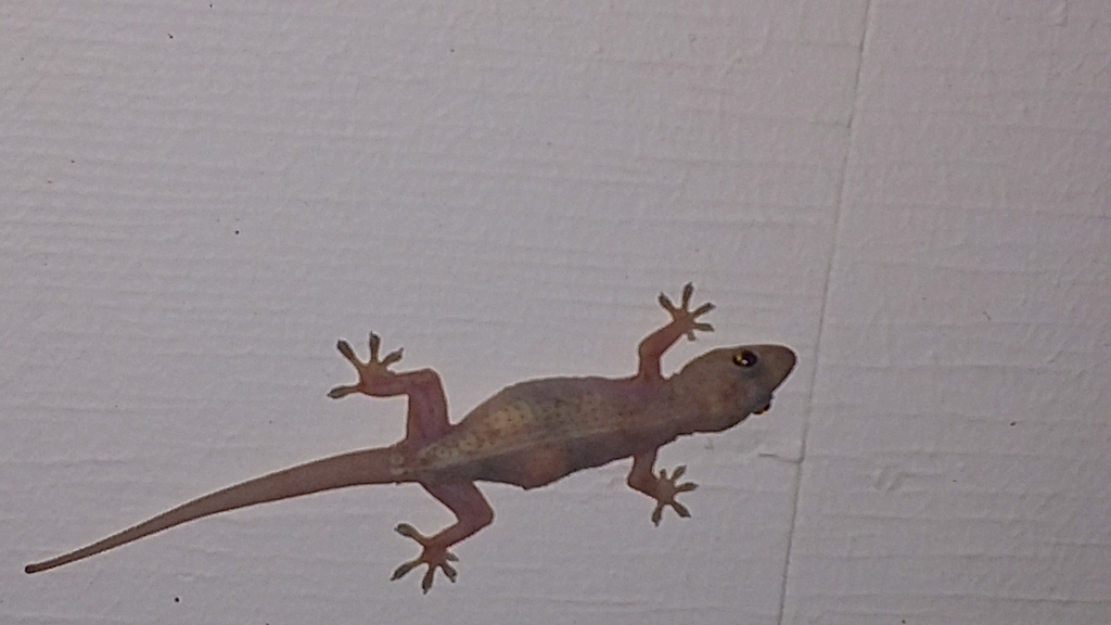 Tropical House Gecko from Virginia & Us 1 IB, Edgewater, FL 32132, USA ...
