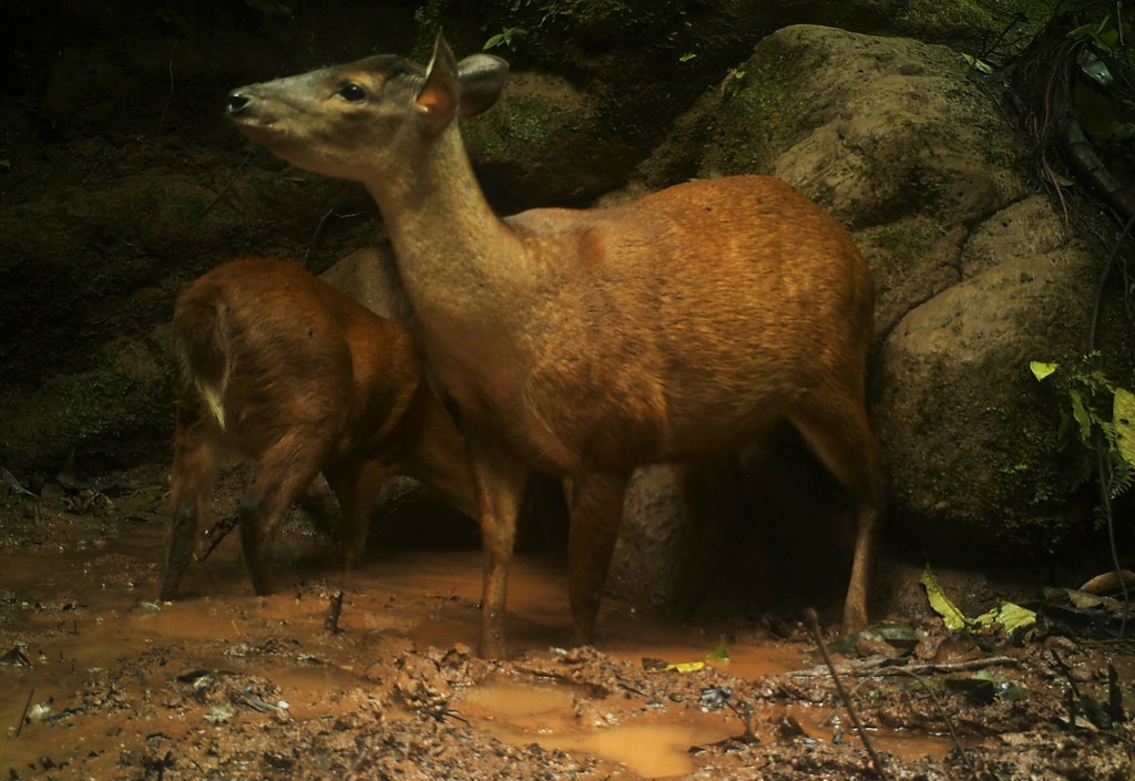 Red Brocket Deer