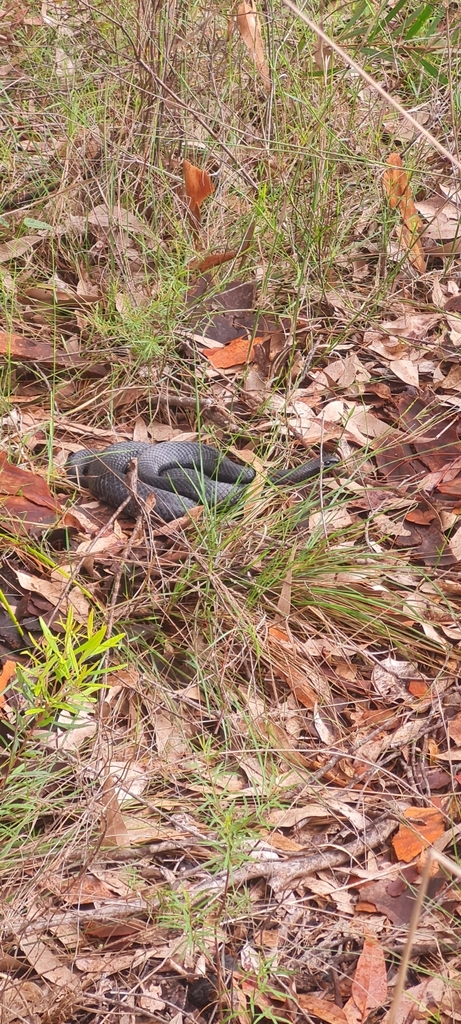 Red-bellied Black Snake from Moruya NSW 2537, Australia on January 5 ...