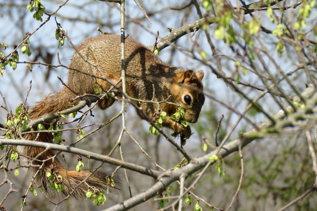Fox Squirrel from Williamson County, TX, USA on March 14, 2018 at 12:10 ...