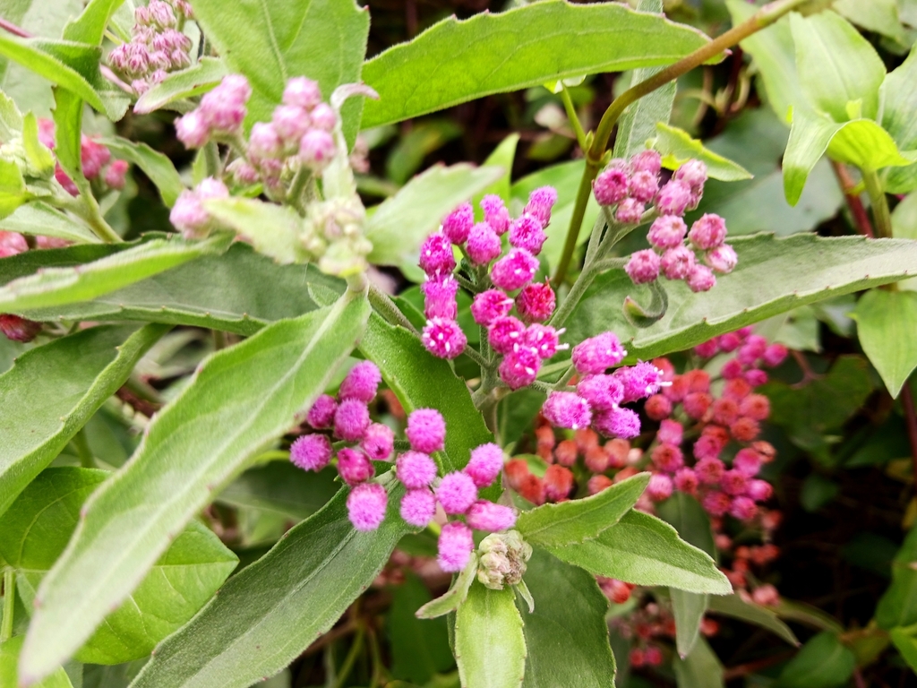 marsh fleabane from Davie, FL 33331, USA on January 8, 2024 at 12:13 PM ...