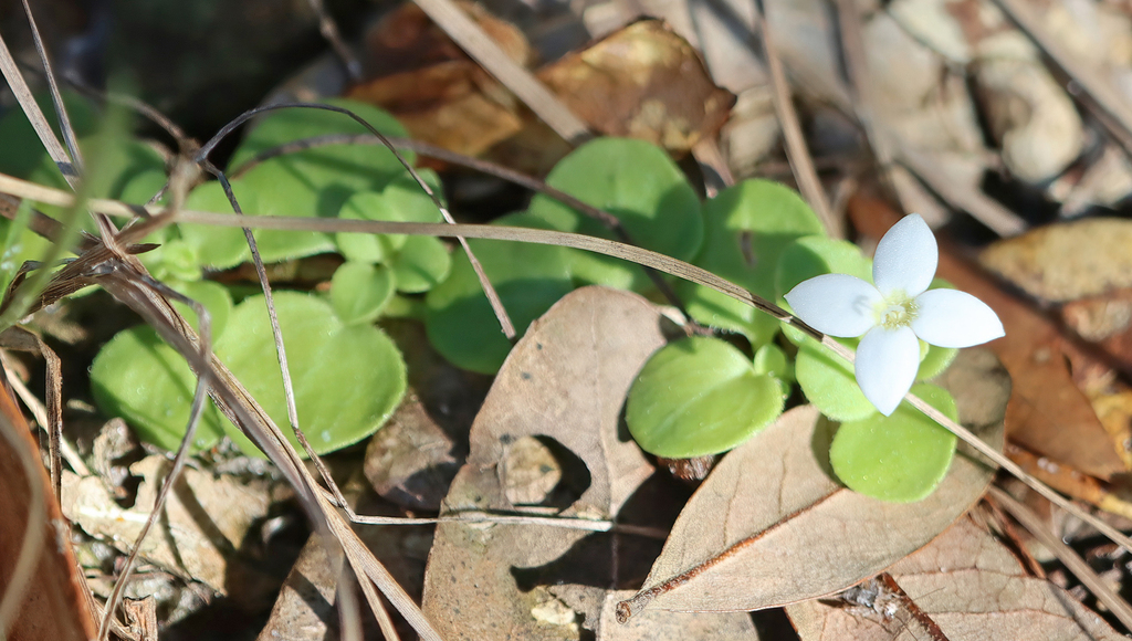 roundleaf bluet from Seminole County, FL, USA on January 4, 2024 at 01: ...