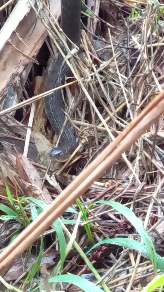 Common keelback from Upper Caboolture QLD 4510, Australia on January 9 ...