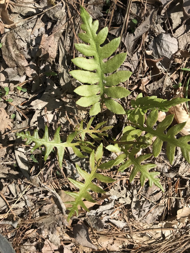 netted chain fern from The Mariners' Museum and Park, Newport News, VA ...