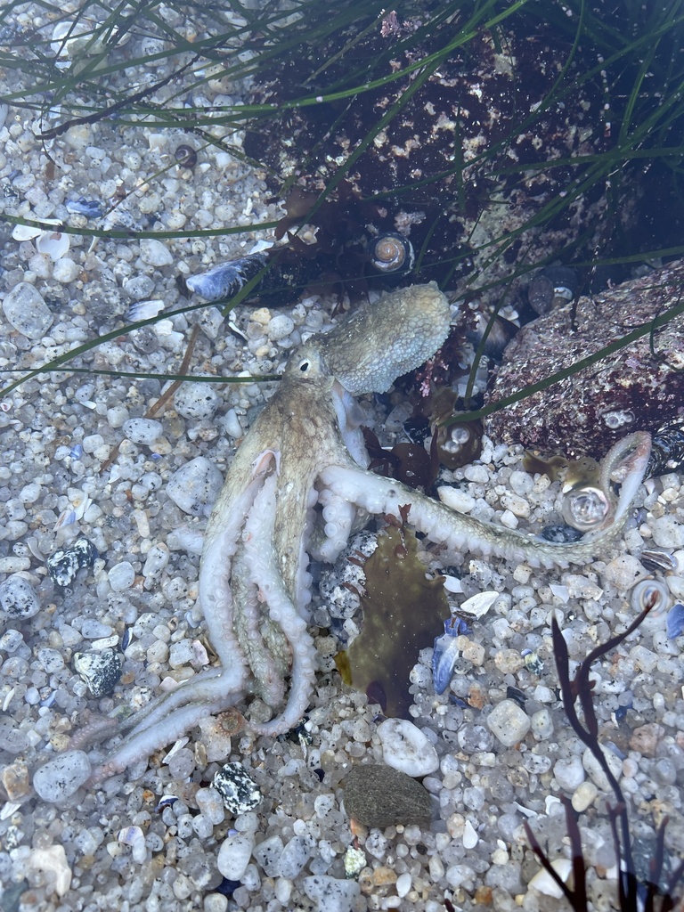 East Pacific Red Octopus from Monterey Bay, Pacific Grove, CA, US on ...