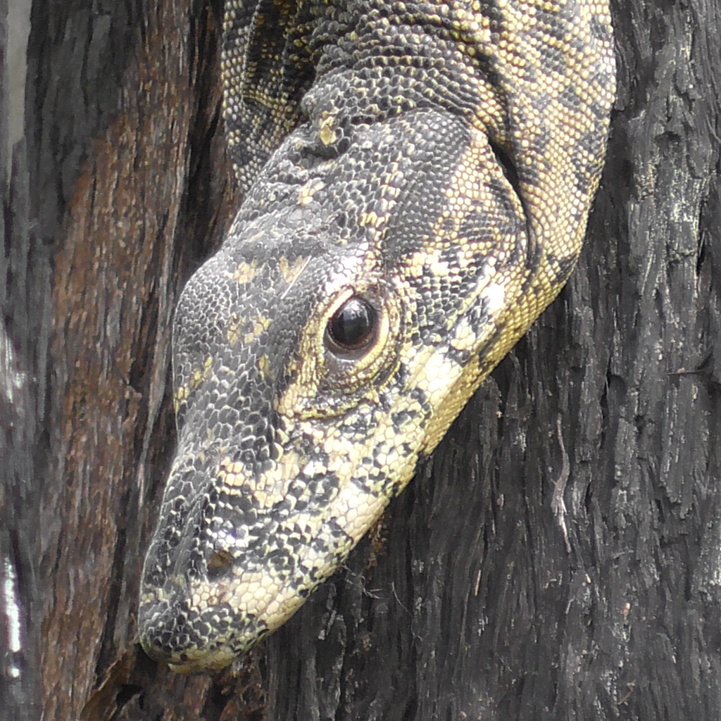 Lace Monitor from Watsonville QLD 4887, Australia on January 9, 2024 at ...