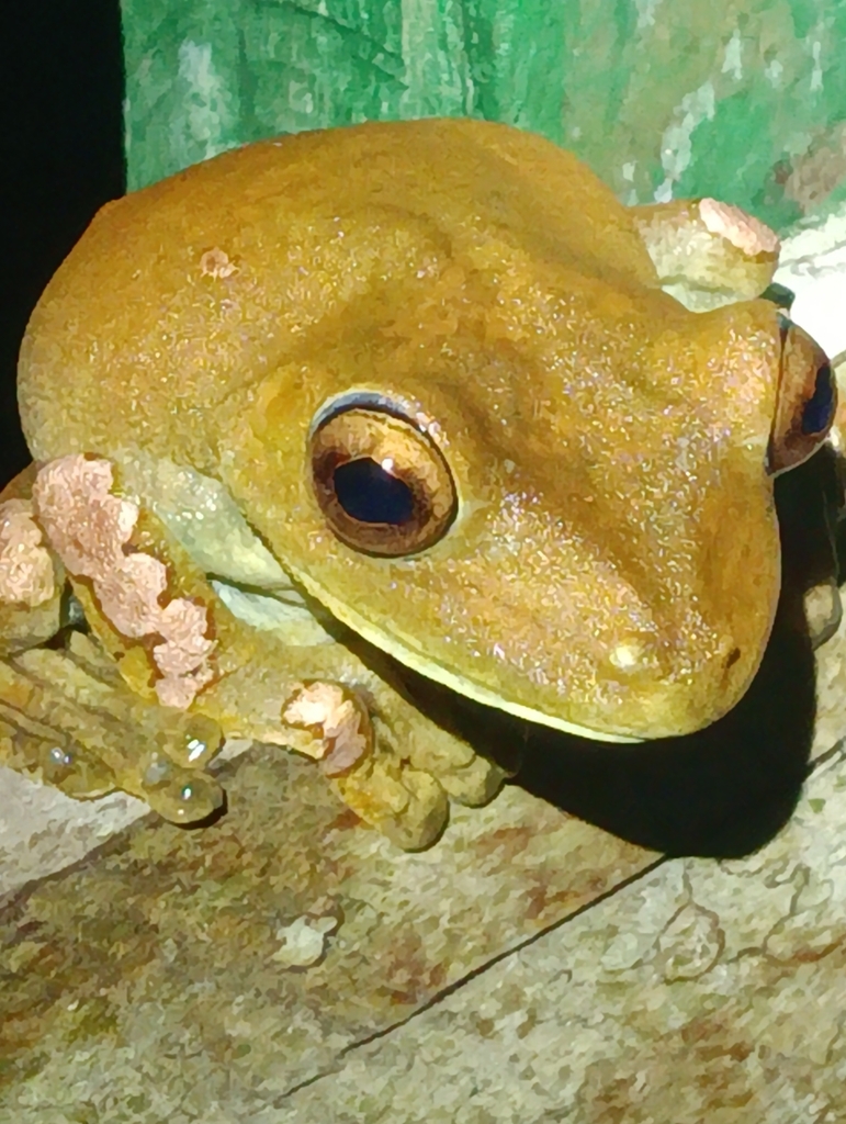 Rusty Tree Frog from 16200, Peru on January 7, 2024 at 08:56 PM by ...