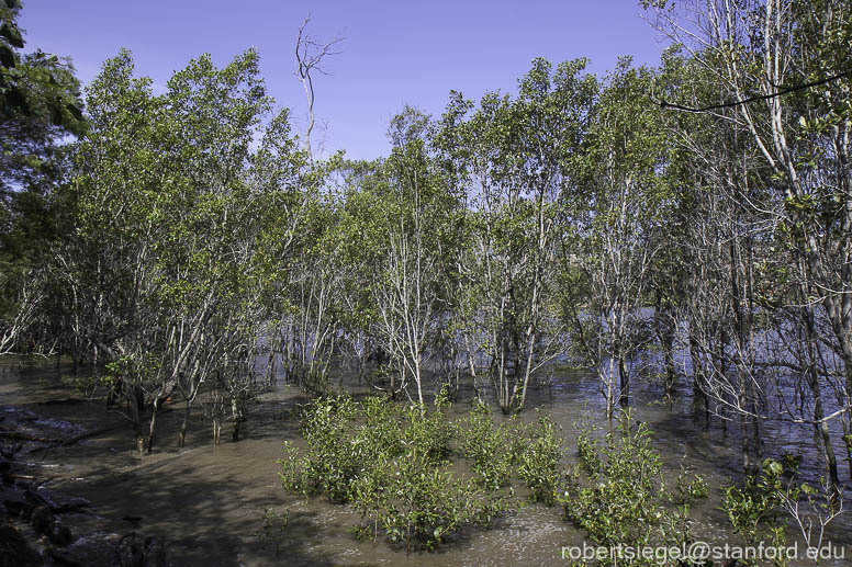 Grey Mangrove from Brisbane City Botanic Gardens, City Botanic Gardens ...