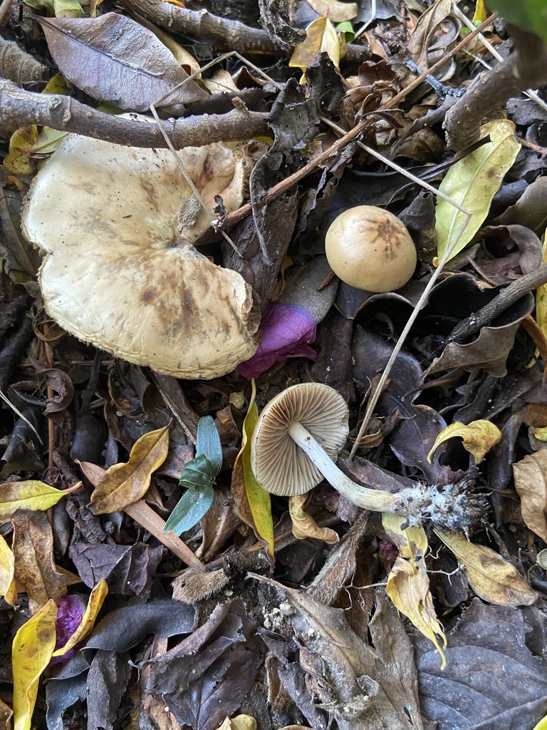 Psilocybe allenii in January 2024 by Isabella · iNaturalist