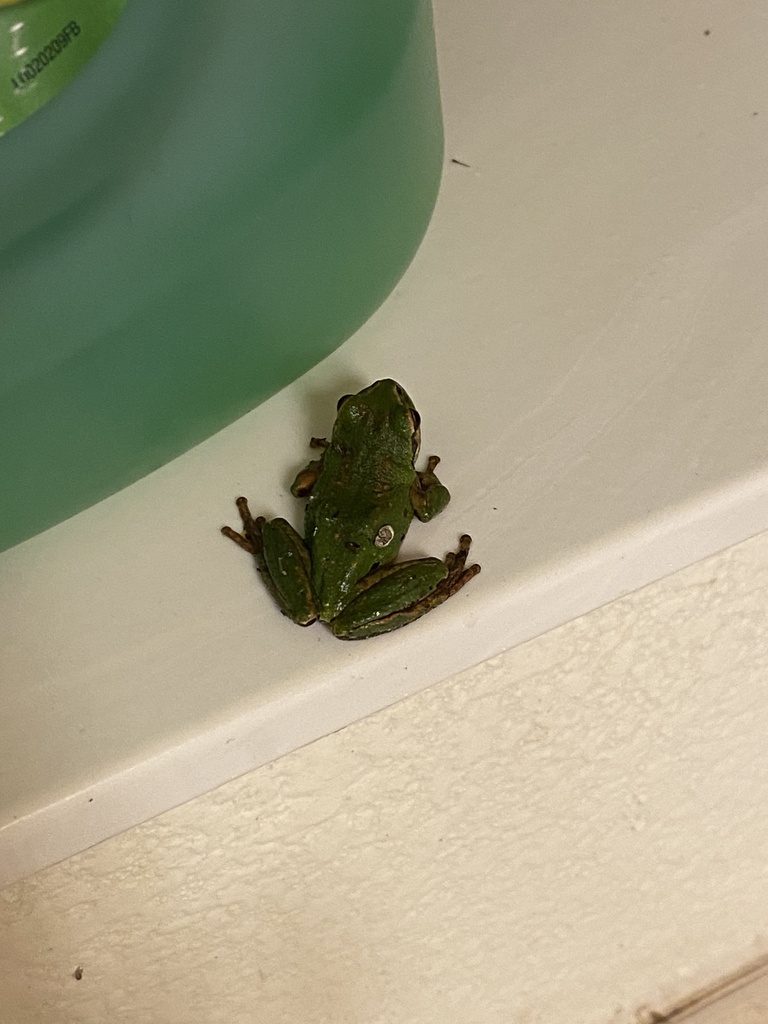 Northern Pacific Tree Frog from Redwood National and State Parks ...