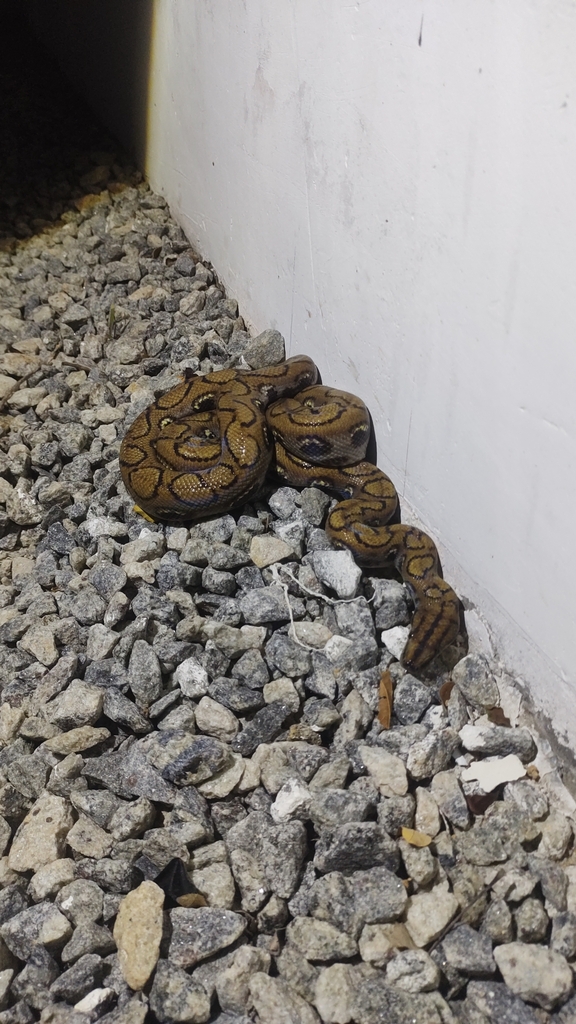 Western Rainbow Boa from Reserva Biológica de Duas Bocas - Estrada para ...