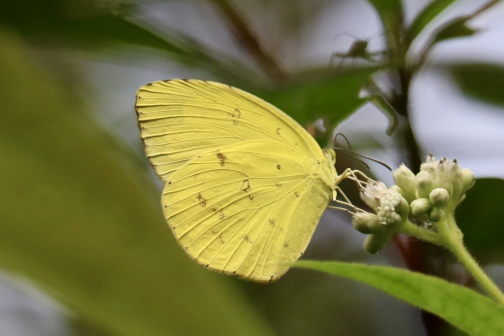 Common Grass Yellow from Sumatra, Kabupaten Tapanuli Selatan, Sumatera ...