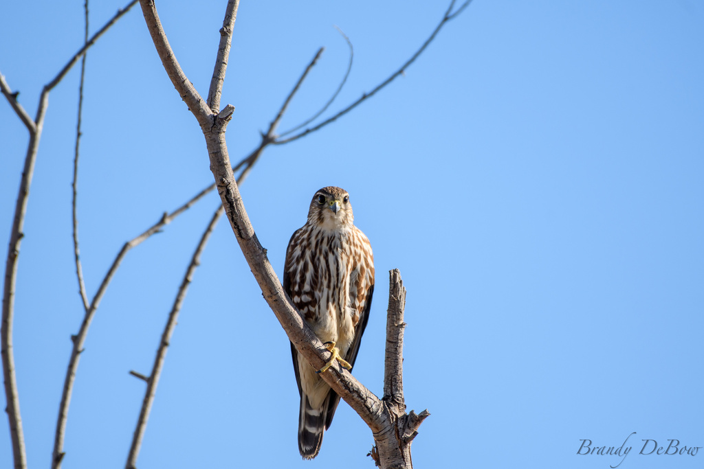Merlin from San Jacinto Wildlife Area, Moreno Valley, CA, US on January ...