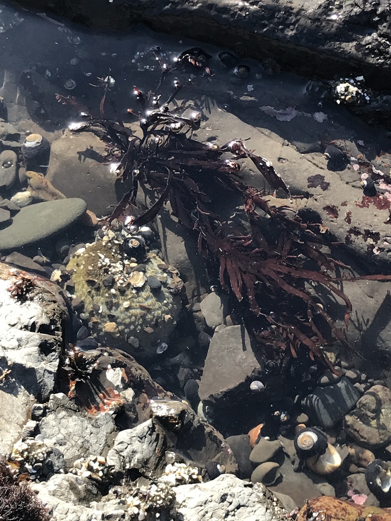 Prionitis lanceolata from North Pacific Ocean, CA, US on January 8 ...