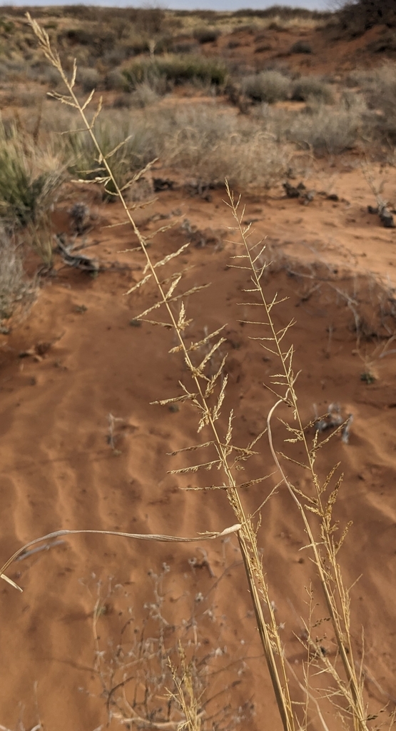 Sand Dropseed in January 2024 by Peter Zimmermann · iNaturalist