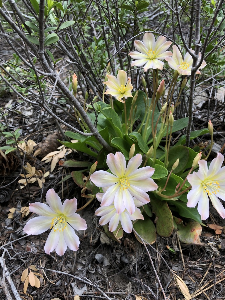 Tweedy's lewisia in May 2020 by Khalil English · iNaturalist