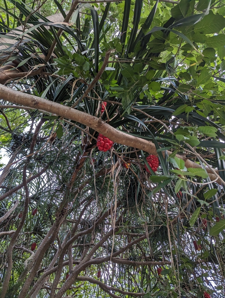 Pandanus grayorum from Manly West QLD 4179, Australia on January 9 ...