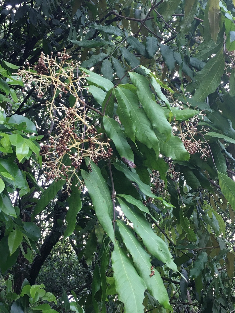 plants from Muirlea, QLD, AU on December 24, 2023 at 05:31 PM by myles ...