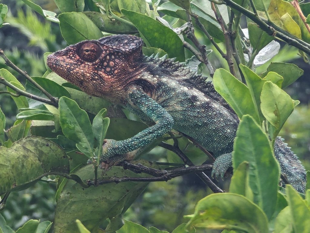 Spiny Chameleon from Anosy, MG-TL, MG on January 9, 2024 at 10:01 AM by ...