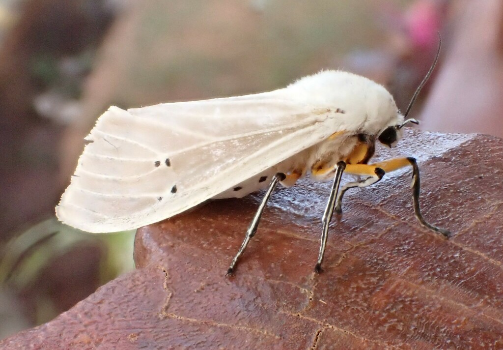 Clouded Tiger Moth from Krong Saen Monourom, Cambodia on January 9 ...