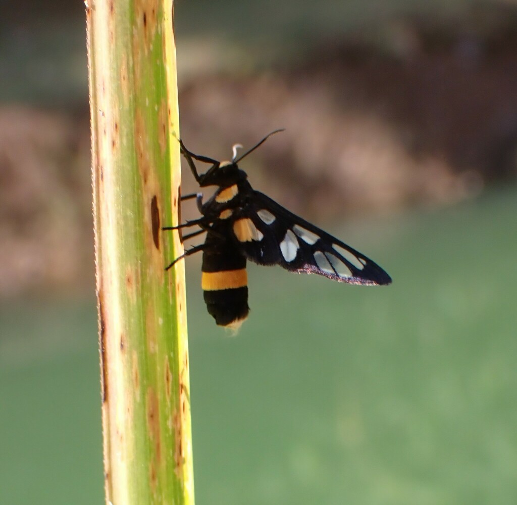 Amata sperbius from Krong Saen Monourom, Cambodia on January 9, 2024 at ...