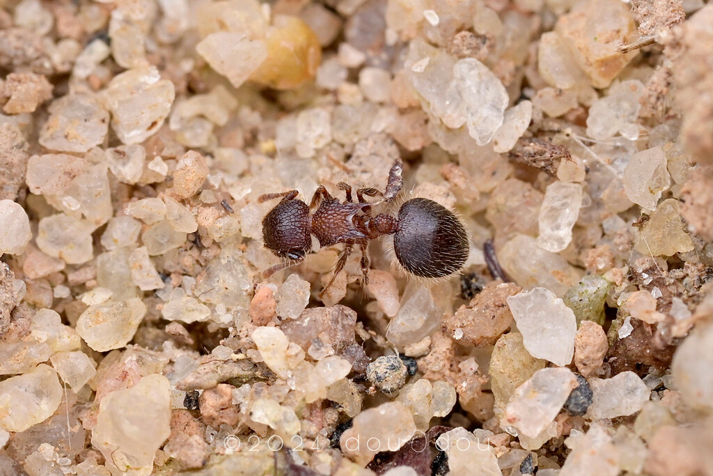 Bicolored Shield Ant from 中国海南省文昌市 on December 21, 2022 at 11:21 PM by ...
