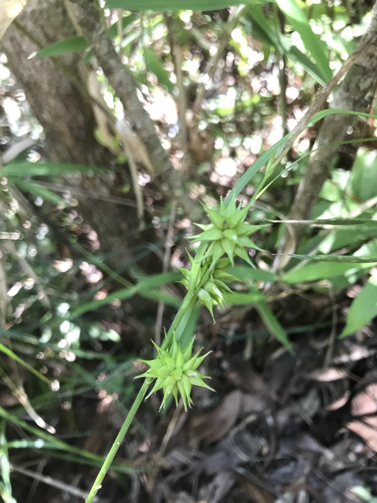 Elliott's Sedge from 11000 University Pkwy, Pensacola, FL, US on April ...