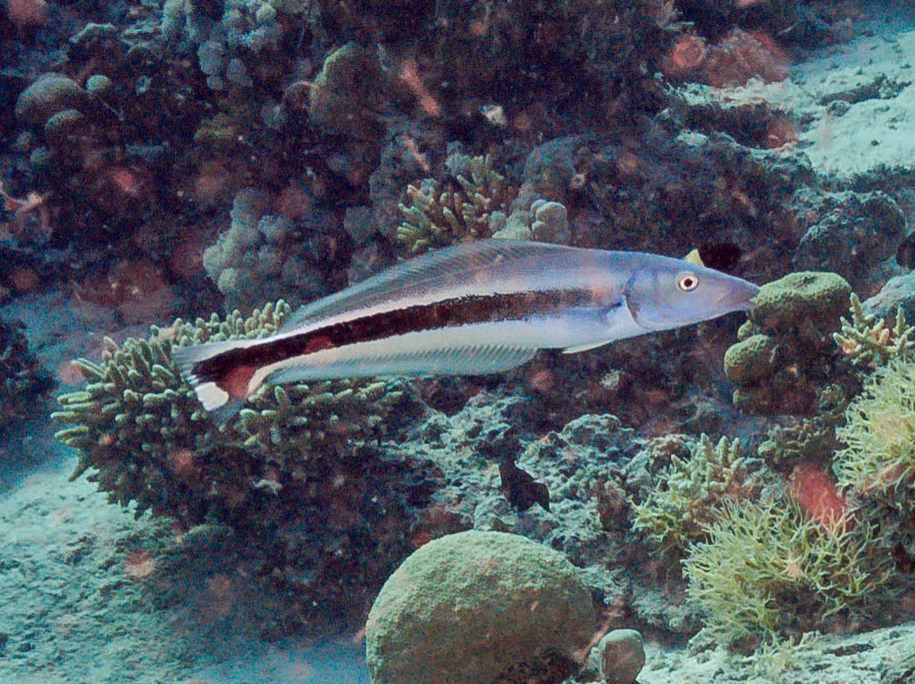 Blue Blanquillo from Paradise Reef, Egypt on July 16, 2023 at 03:24 PM ...