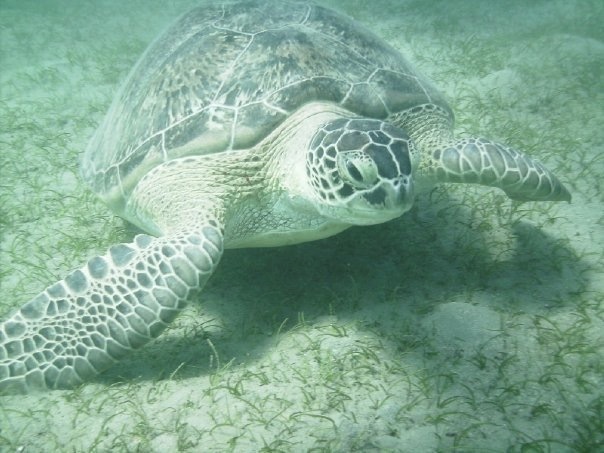 Green Sea Turtle in July 2008 by Peter Geithner · iNaturalist