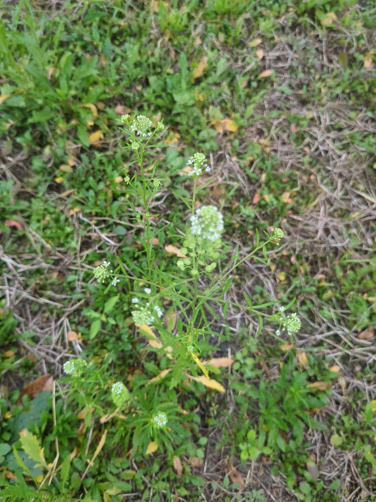 Virginia pepperweed from Titusville, FL 32796, USA on January 9, 2024 ...