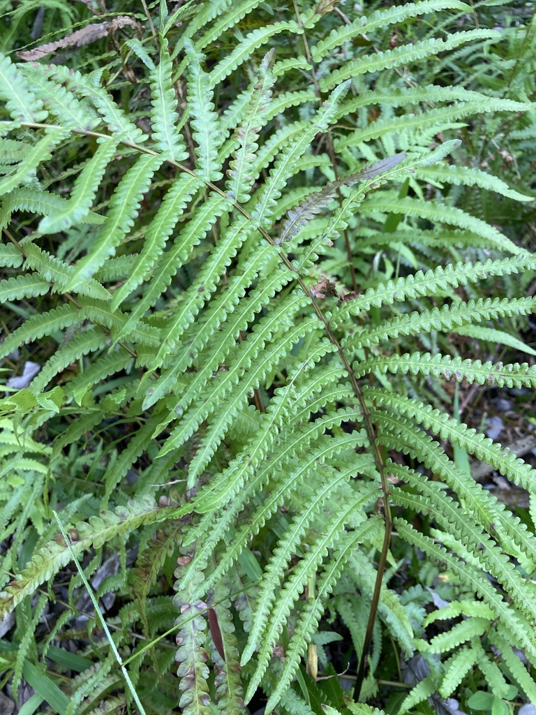 Swamp Shield-fern from South St, Titusville, FL, US on January 9, 2024 ...