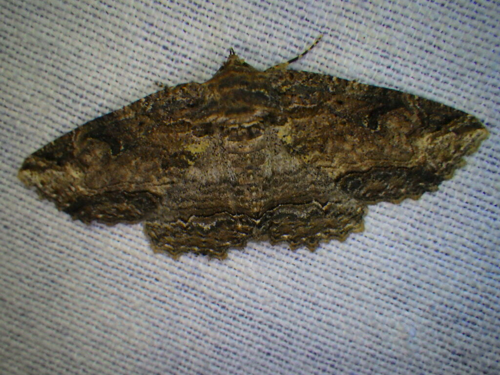 Colorful Zale Moth from Sunset, ME, USA on June 16, 2020 at 03:32 AM by ...