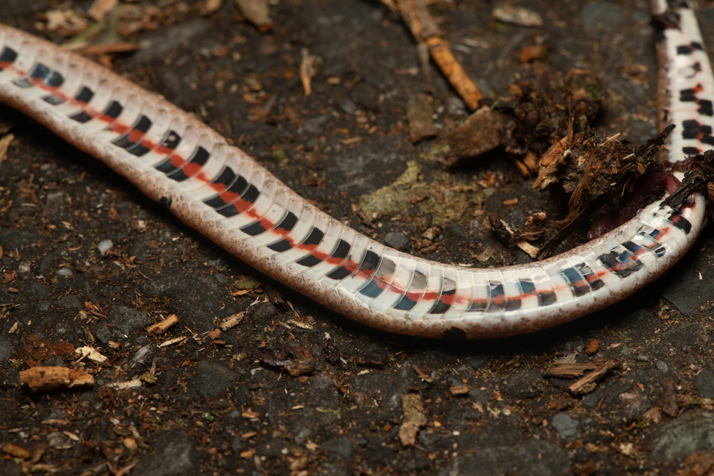 Ornate Kukri Snake in July 2023 by ph_hsu · iNaturalist
