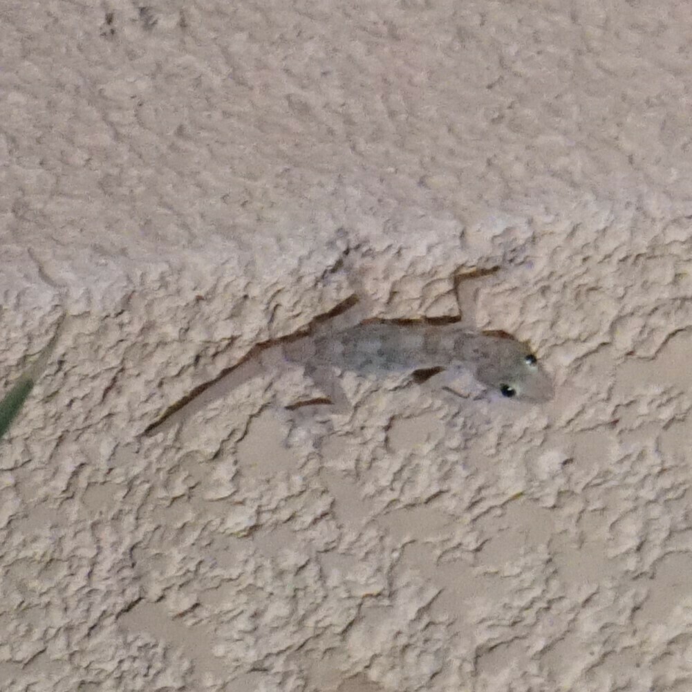 Yellow Fan-fingered Gecko from Hurghada, Red Sea Governorate, Egypt on ...