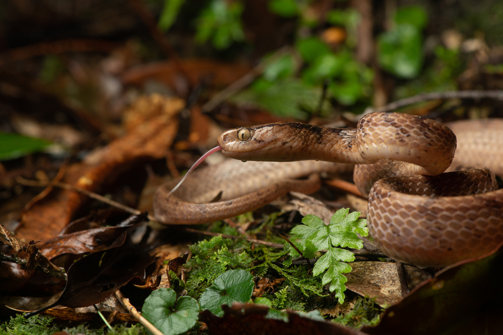 Atayal Slug-eating Snake in August 2023 by ph_hsu · iNaturalist