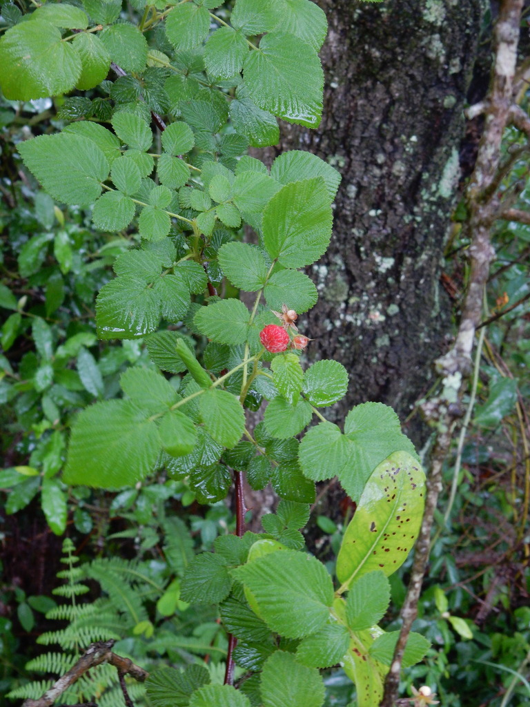 Ceylon Raspberry from Manzini, Eswatini on December 26, 2023 at 01:43 ...