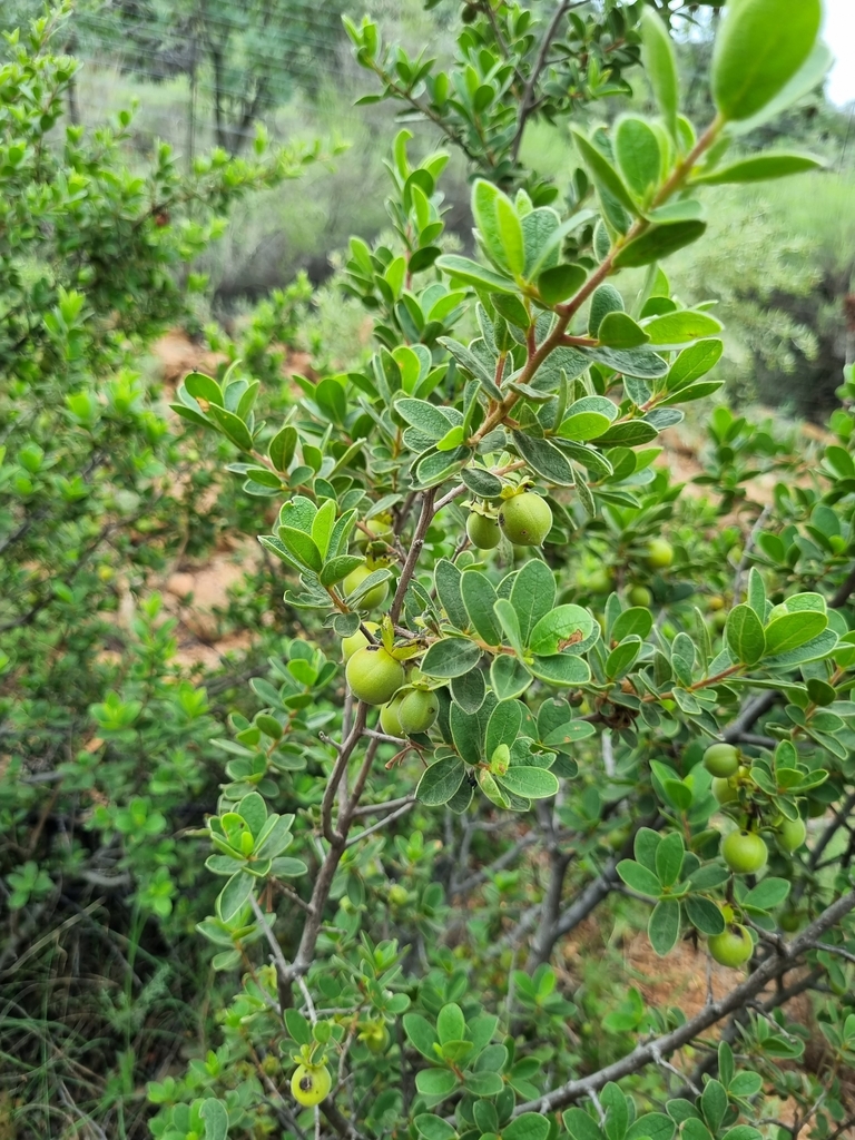 Bluebush from Rustenburg, South Africa on January 9, 2024 at 05:43 PM ...